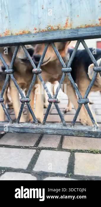 Homeless dogs at animal shelter. Dogs behind the fence. Abandoned dogs ...