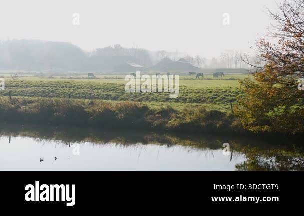 Cows grazing in frosty field near calm river leafless trees, orange ...