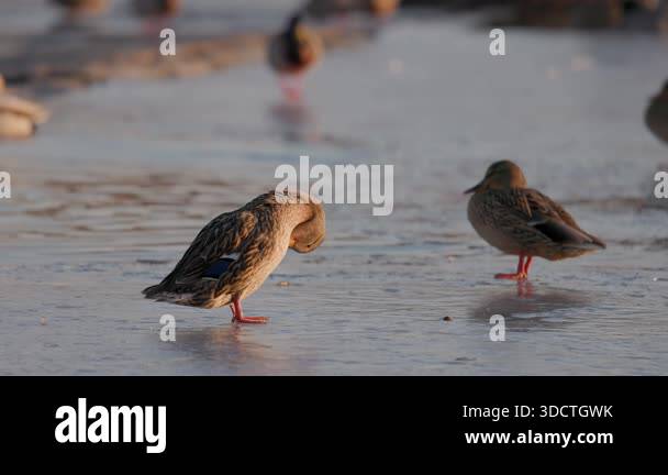 Two ducks on frozen pond one grooming, one alert warm morning light ...
