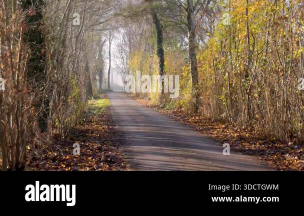 Paved pathway in autumn forest lined with tall trees and fallen yellow ...
