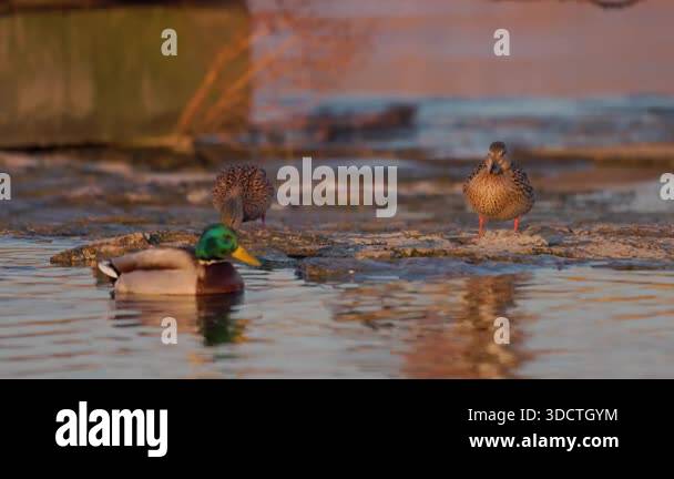 Three mallards near water two stand on rocky edge, one swims calmly in ...