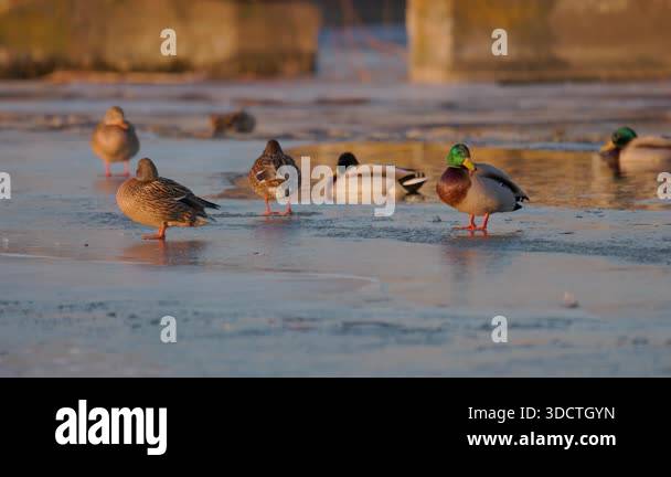 Ducks on frozen pond near stone wall reflections shimmer on ice under ...