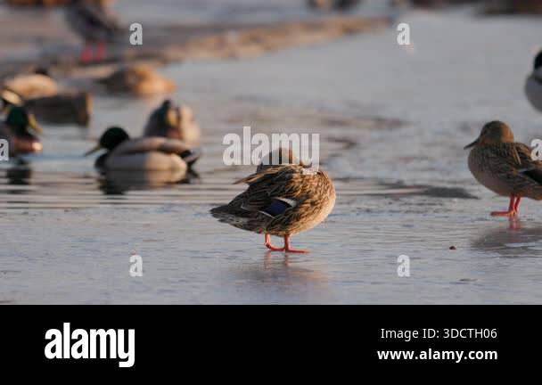 Ducks on frozen pond near stone wall reflections shimmer on ice under ...