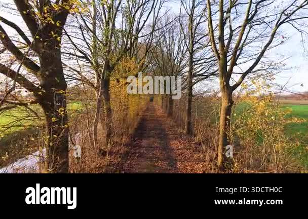 Paved pathway in autumn forest lined with tall trees and fallen yellow ...