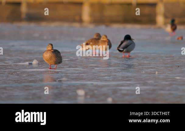 Ducks on frozen pond near stone wall reflections shimmer on ice under ...