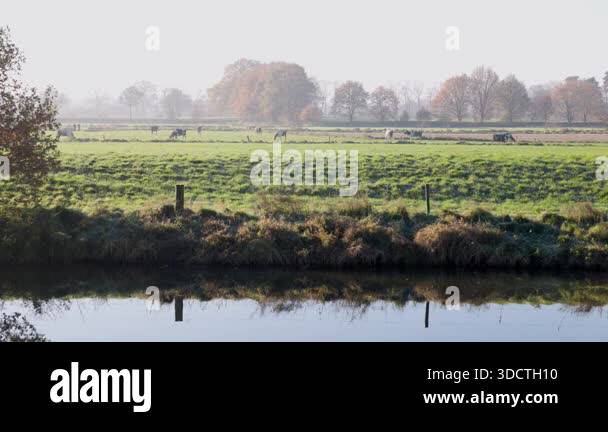Cows grazing in frosty field near calm river leafless trees, orange ...