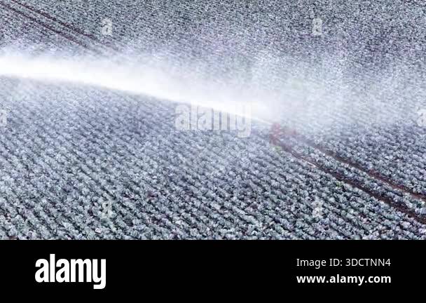 Irrigation pivot gun machine spraying water on a field of red cabbage ...