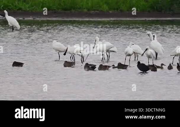 Eurasian spoonbill (Platalea leucorodia) group of birds wading in a ...