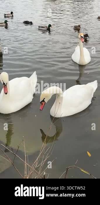 Graceful white swan swimming on dark, rippling water in autumn, with ...
