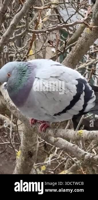 a plump gray pigeon sits on a branch, top view and looks at everything ...