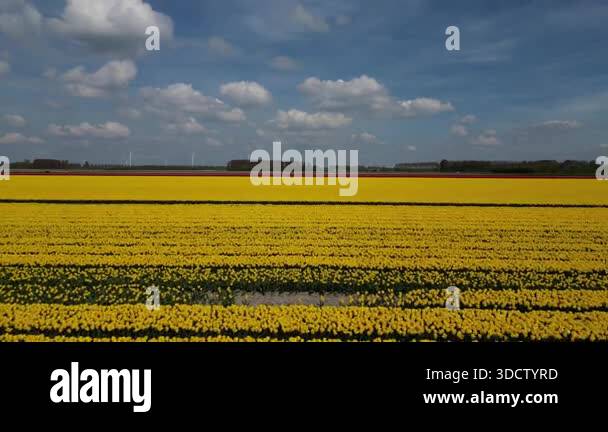 Fresh green plant flora at the countryside botany flower fields. Aerial ...