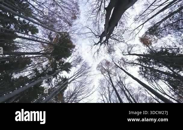 Upward view of high autumn trees in a moody forest. Tree crowns and ...