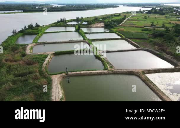 Asia, Vietnam, Hoi An - Rice fields along the Thu Bon River filled with ...