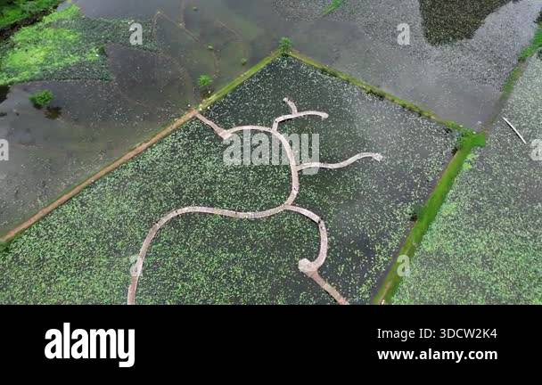 Asia, Land flooded by summer typhoon in Ninh Binh and Tam Coc in Red ...