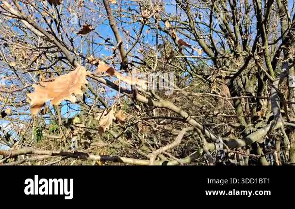 Remaining Leaves on a Tree Video. Watch remaining leaves on a tree ...