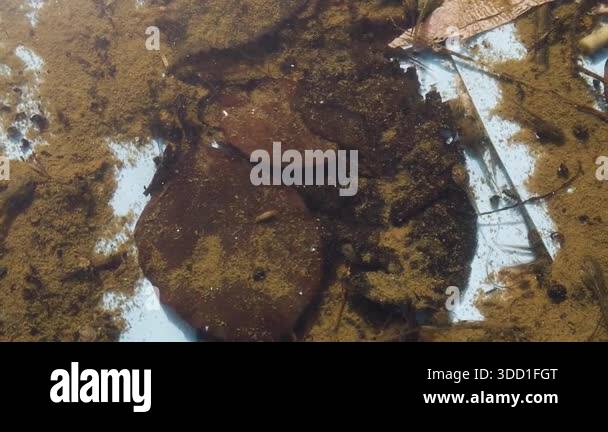 Froglets in a swamp. Baby frogs swimming underwater. Group of tadpoles ...