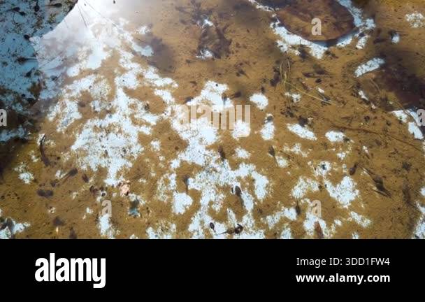 Froglets in a swamp. Baby frogs swimming underwater. Group of tadpoles ...
