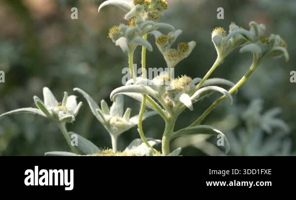 Close-up Edelweiss flowers on blurred green leaves edelweiss flower ...