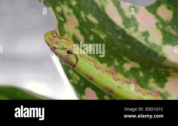 Timelapse of the Hawk-moth larva or caterpillar pest is gnawing or ...