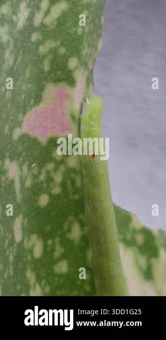 Timelapse of young Hawk-moth larva or caterpillar pest is gnawing or ...