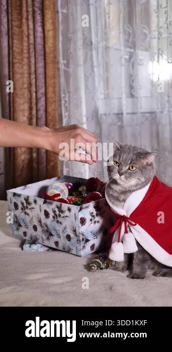 A curious Scottish Straight cat in a red Santa costume looks at a ...