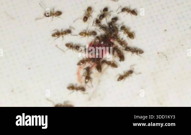 Macro shot of a group of small brown ants swarming and feeding on a ...