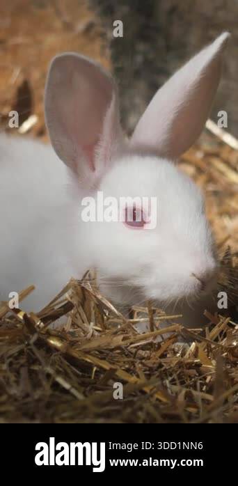 A white rabbit moves around its straw nest in warm light Stock Video ...