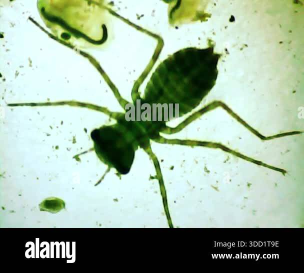 Aquatic insect larva on a microscope glass Stock Video Footage - Alamy