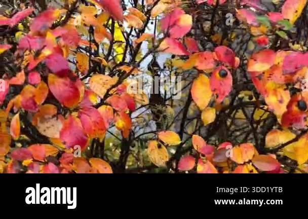 Close-up of bright orange and red leaves and tree branches in late ...