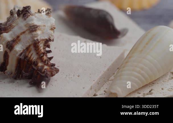 Different types of shells and stones placed on a flat surface in bright ...