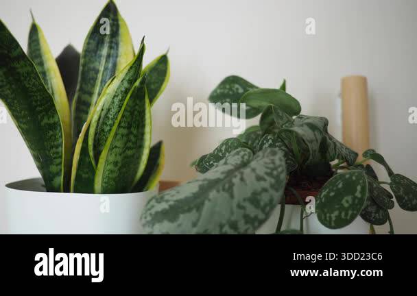 Growing two types of indoor plants at home for better air quality and ...