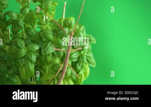 Stick insect isolated on green background screen Stock Video Footage ...