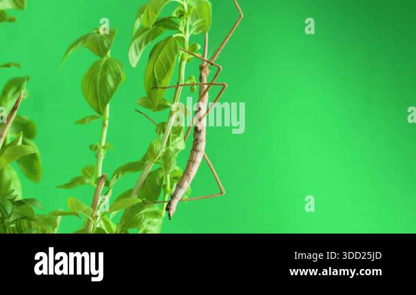Stick insect isolated on green background screen Stock Video Footage ...