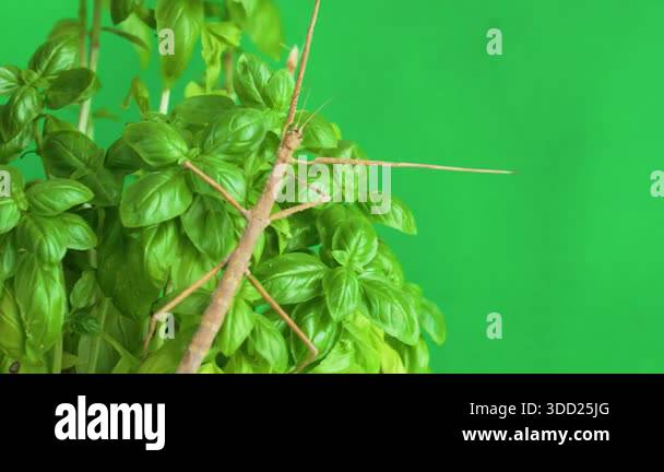 Stick insect isolated on green background screen Stock Video Footage ...