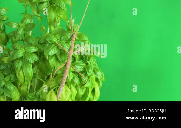 Stick insect isolated on green background screen Stock Video Footage ...