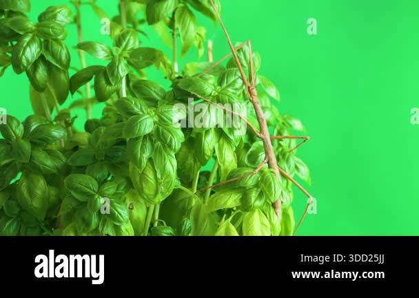Stick insect isolated on green background screen Stock Video Footage ...
