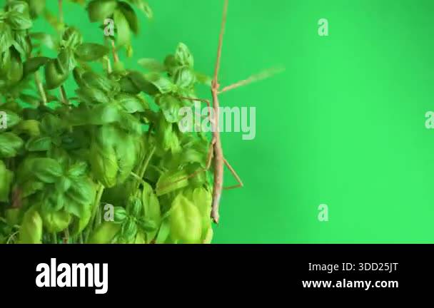Stick insect isolated on green background screen Stock Video Footage ...