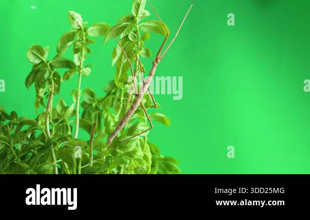 Stick insect isolated on green background screen Stock Video Footage ...