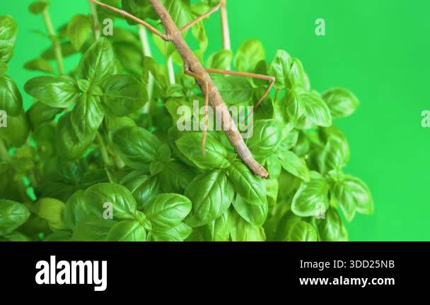 Stick insect isolated on green background screen Stock Video Footage ...