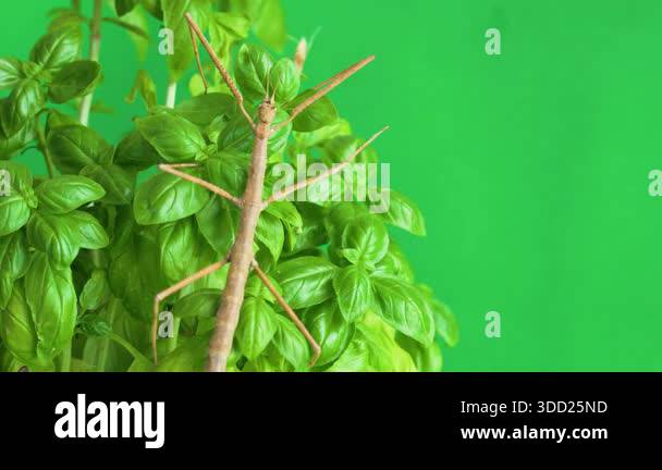 Stick insect isolated on green background screen Stock Video Footage ...