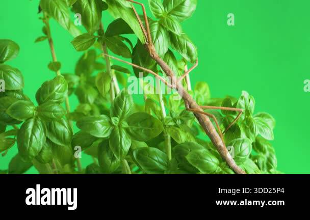 Stick insect isolated on green background screen Stock Video Footage ...