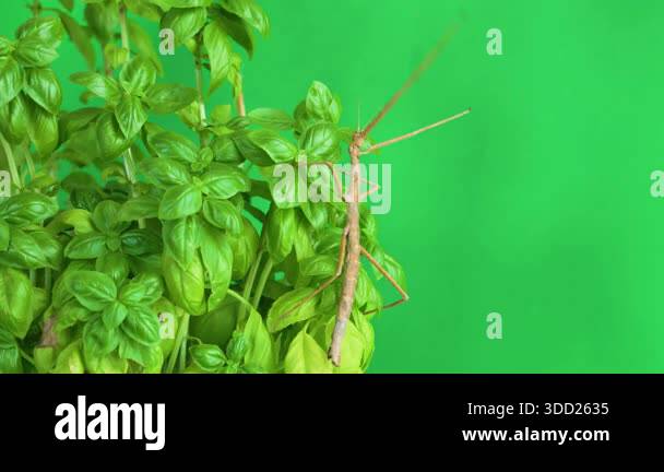 Stick insect isolated on green background screen Stock Video Footage ...