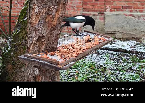 High-quality footage of a Pica pica searching for food on a wooden ...