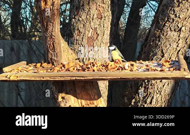 Close-up of small songbirds eating seeds and nuts from a handmade ...