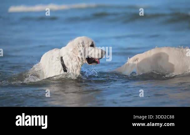 Happy white dogs running in ocean waves, 4K slowmo Stock Video Footage ...