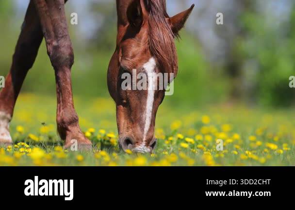 Tranquil rural scene: horse in meadow full of wild dandelions, 4K ...