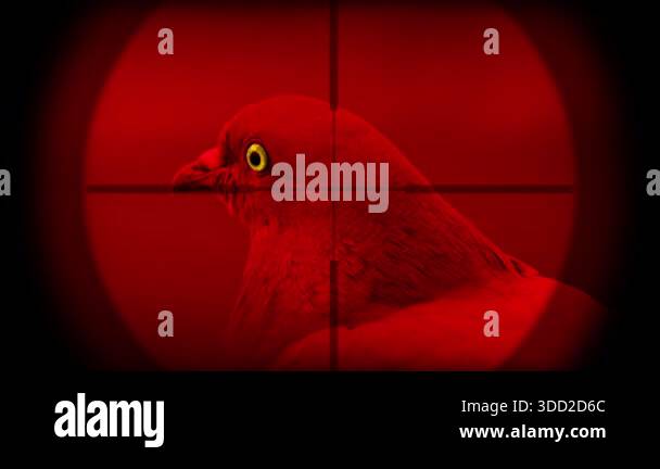 Pigeon In Rifle Sight, Pandemic, Disease Vector Concept Stock Video ...