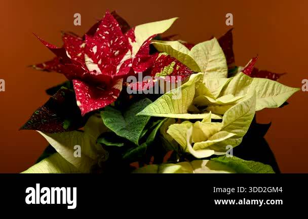 Close-up 4K video of a the beautiful Poinsettia Jingle Bell with ...