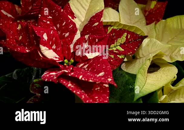 Close-up 4K video of a the beautiful Poinsettia Jingle Bell with ...