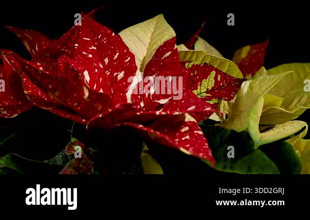 Close-up 4K video of a the beautiful Poinsettia Jingle Bell with ...